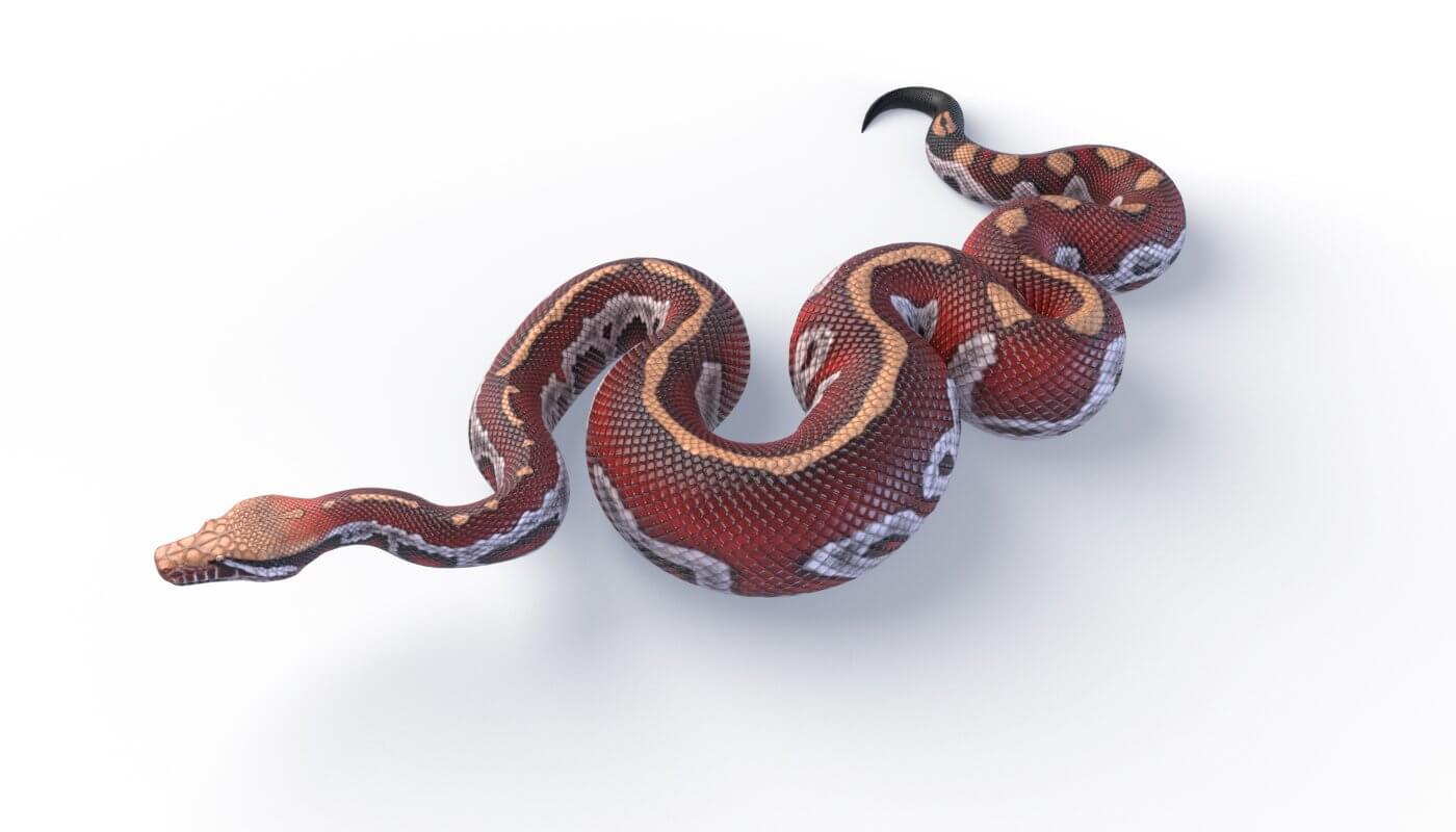 Rigged Blood Python - 3D Model by Dibia Digital