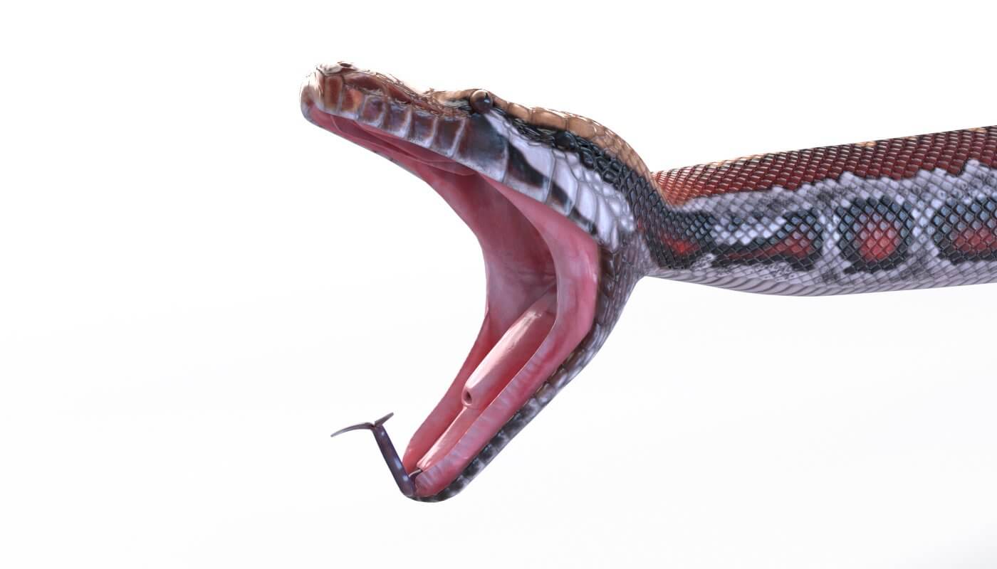 Rigged Blood Python - 3D Model by Dibia Digital