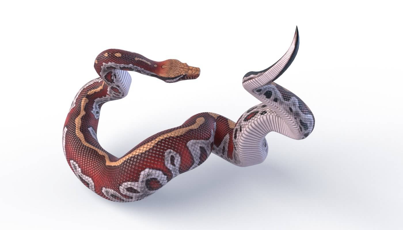 Rigged Blood Python - 3D Model by Dibia Digital