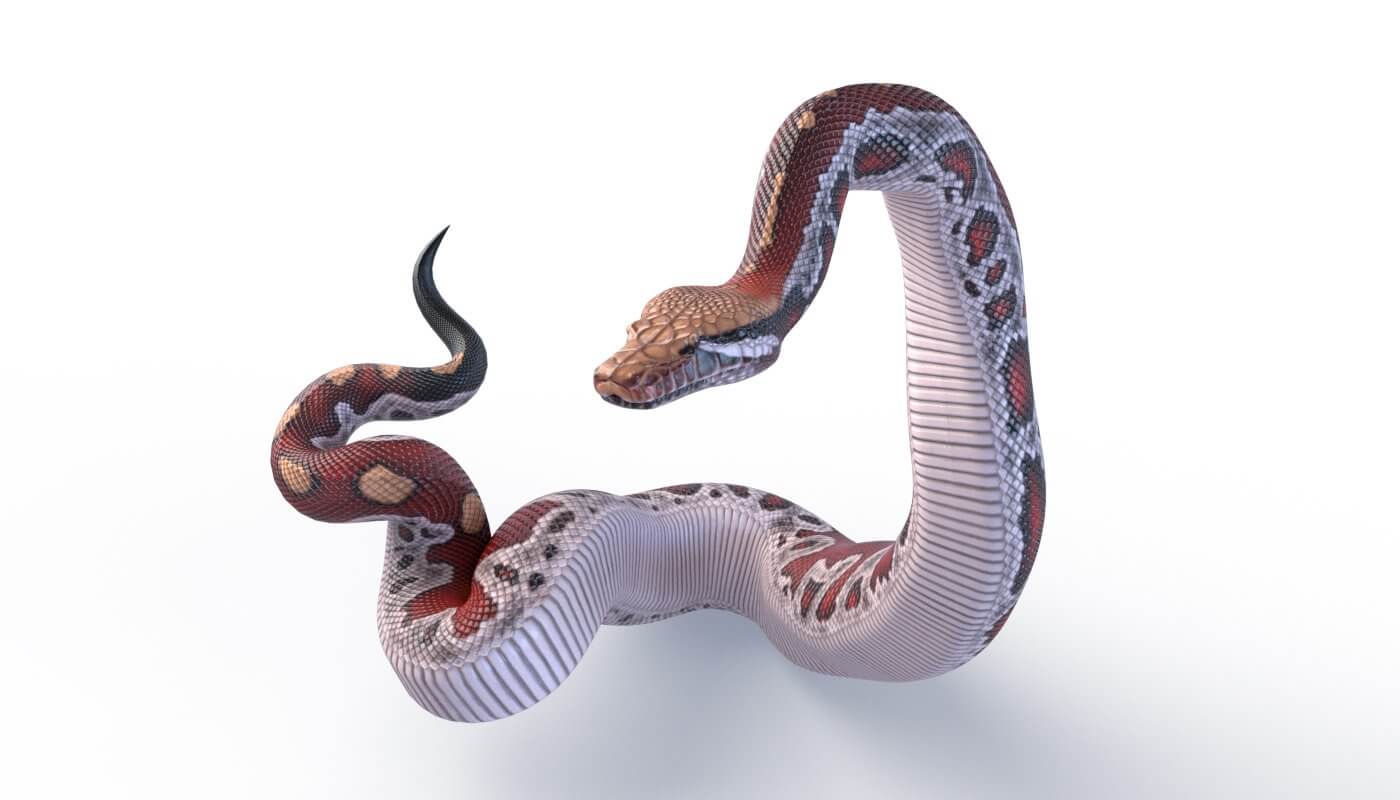 Rigged Blood Python - 3D Model by Dibia Digital
