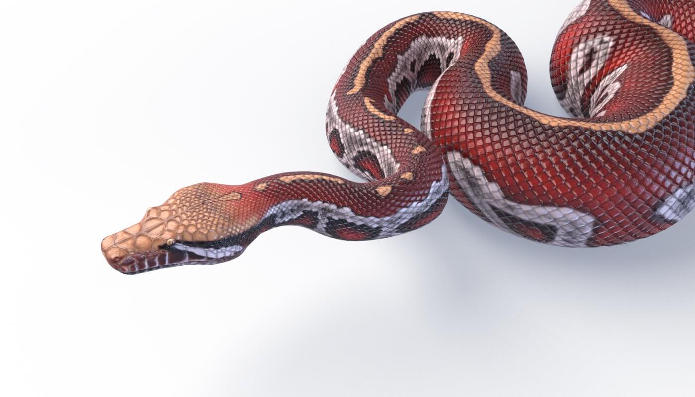 Rigged Blood Python - 3D Model by Dibia Digital