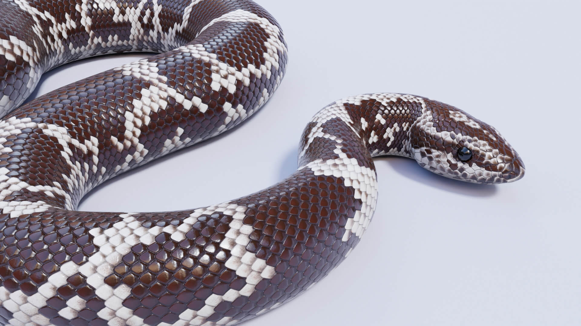 Rigged Kenyan Sand Boa - 3D Model by Dibia Digital