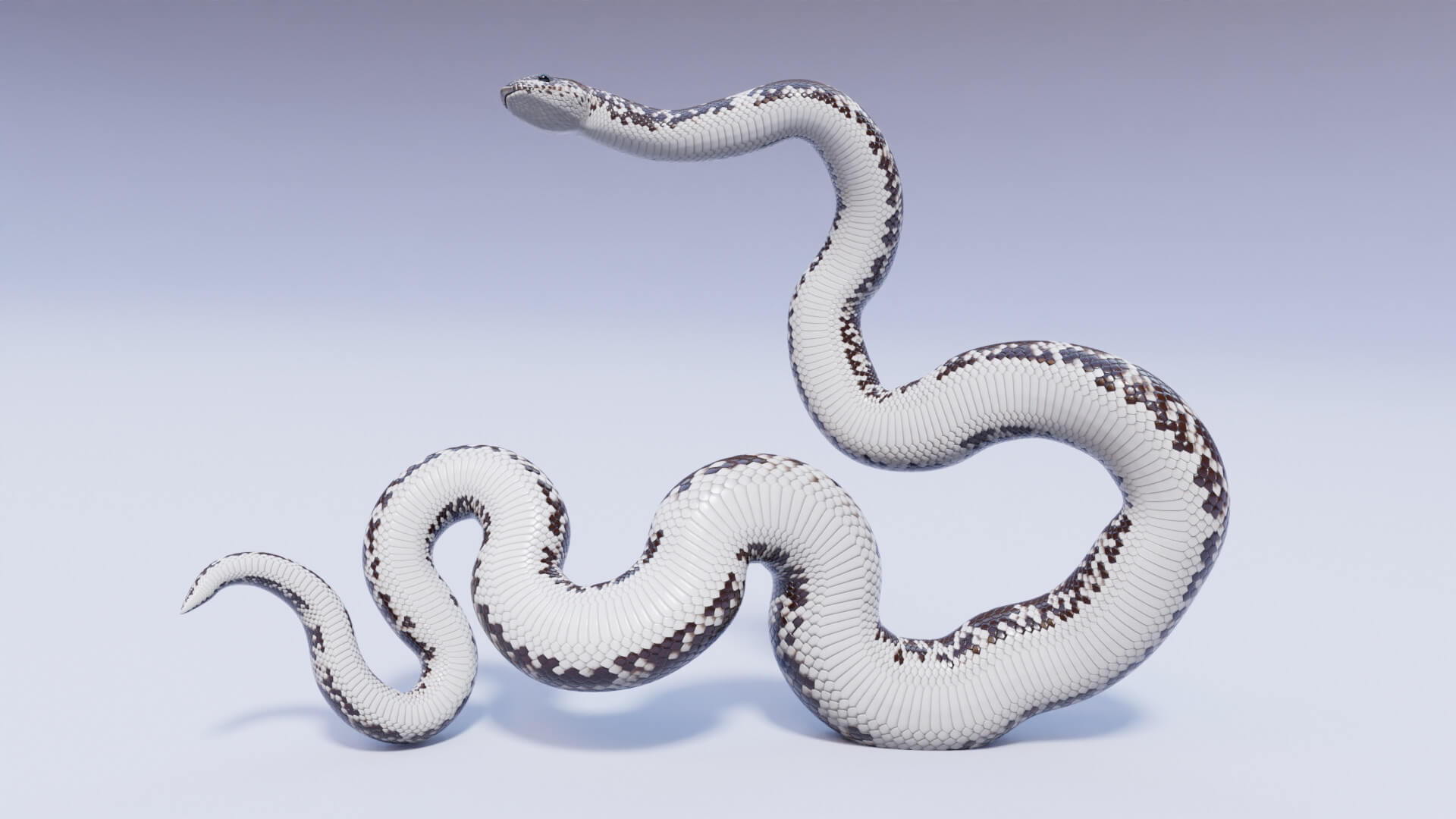 Rigged Kenyan Sand Boa - 3D Model by Dibia Digital