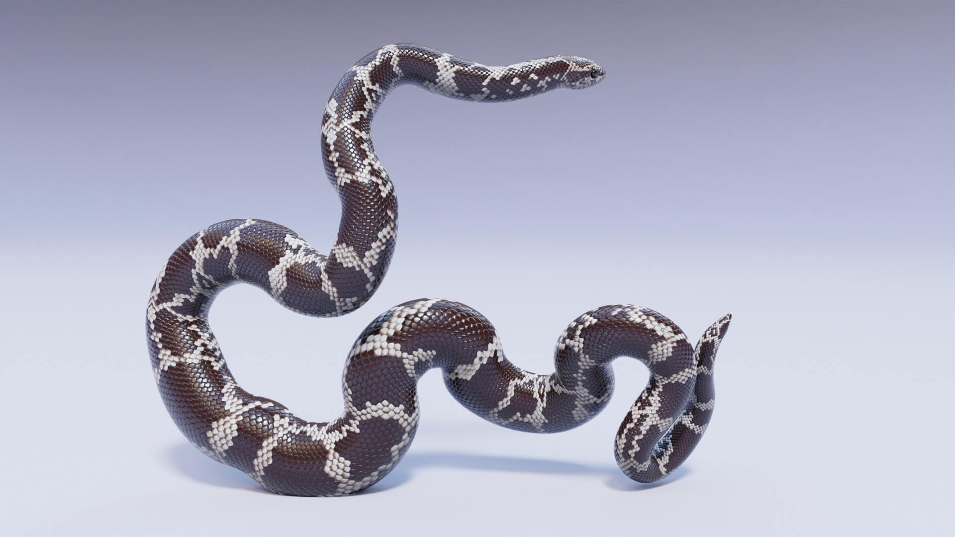 Rigged Kenyan Sand Boa - 3D Model by Dibia Digital