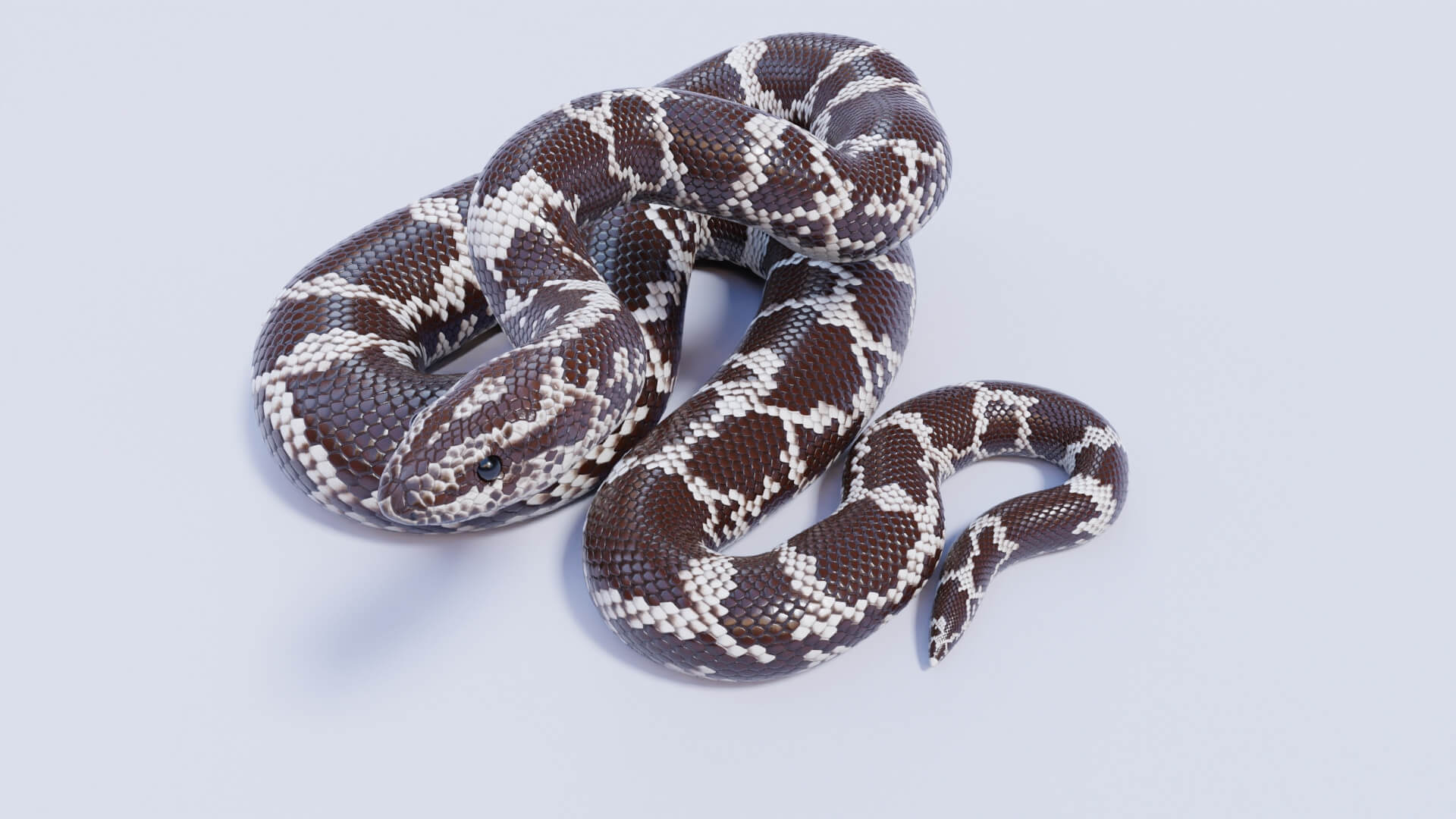 Rigged Kenyan Sand Boa - 3D Model by Dibia Digital
