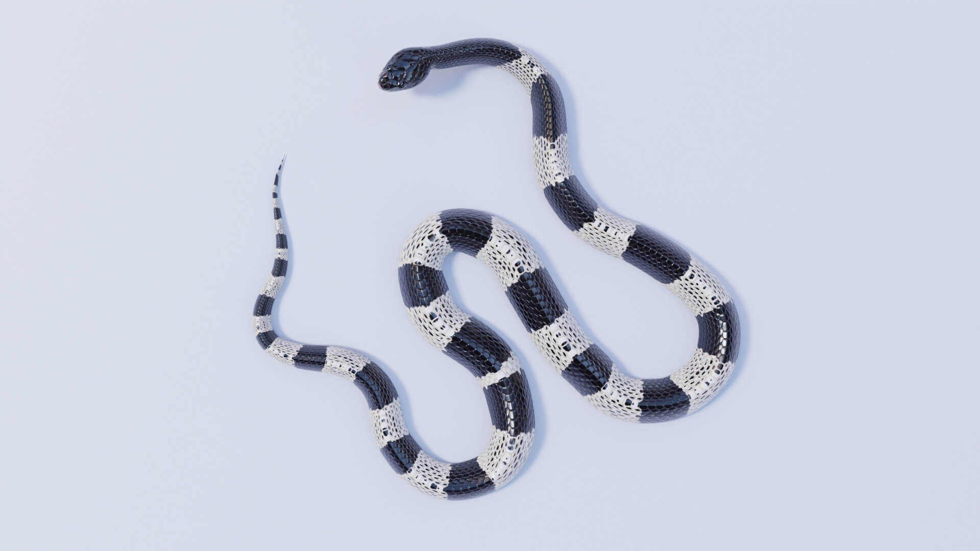 Rigged Malayan Krait - 3D Model by Dibia Digital