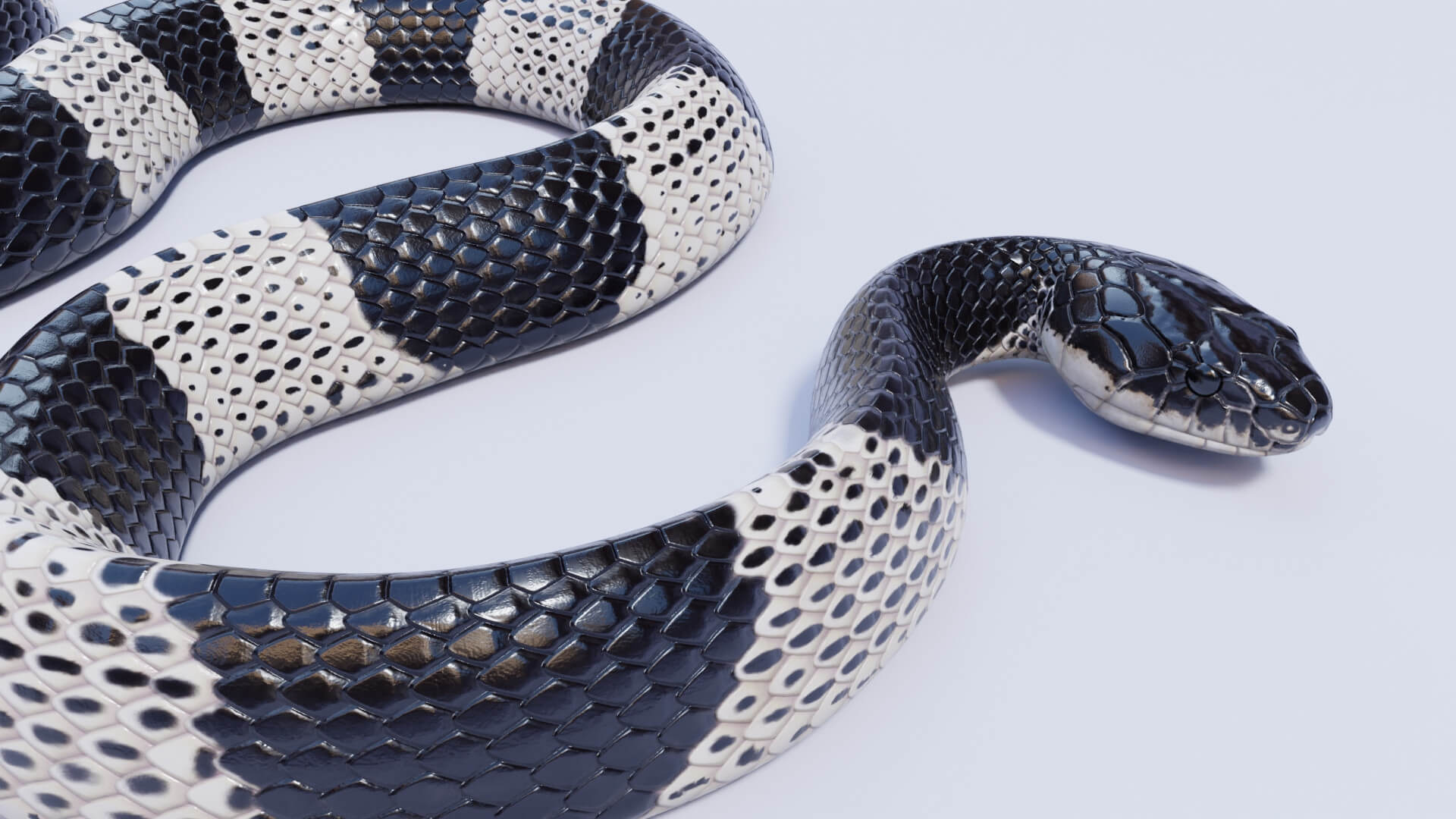 Rigged Malayan Krait - 3D Model by Dibia Digital