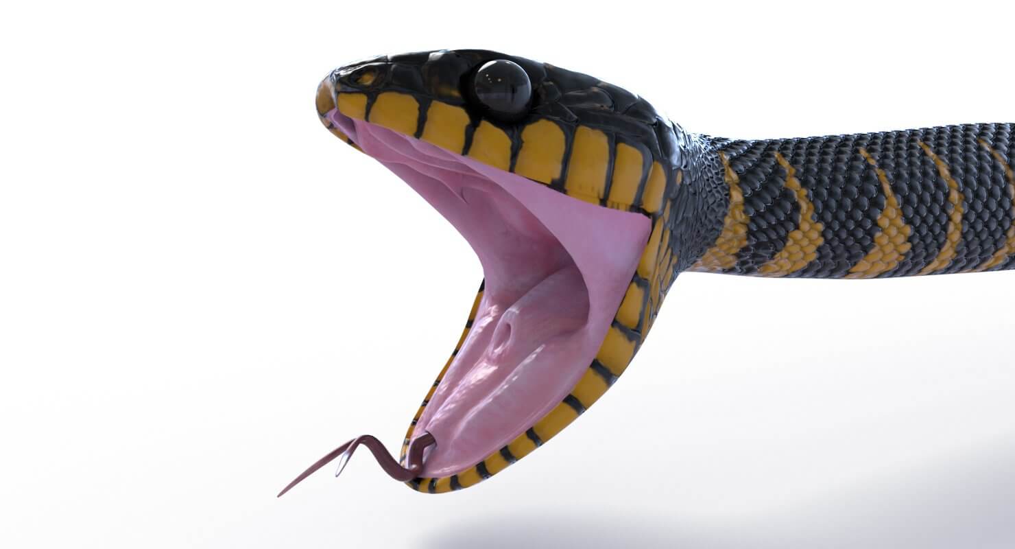 Rigged Mangrove Snake - 3D Model by Dibia Digital