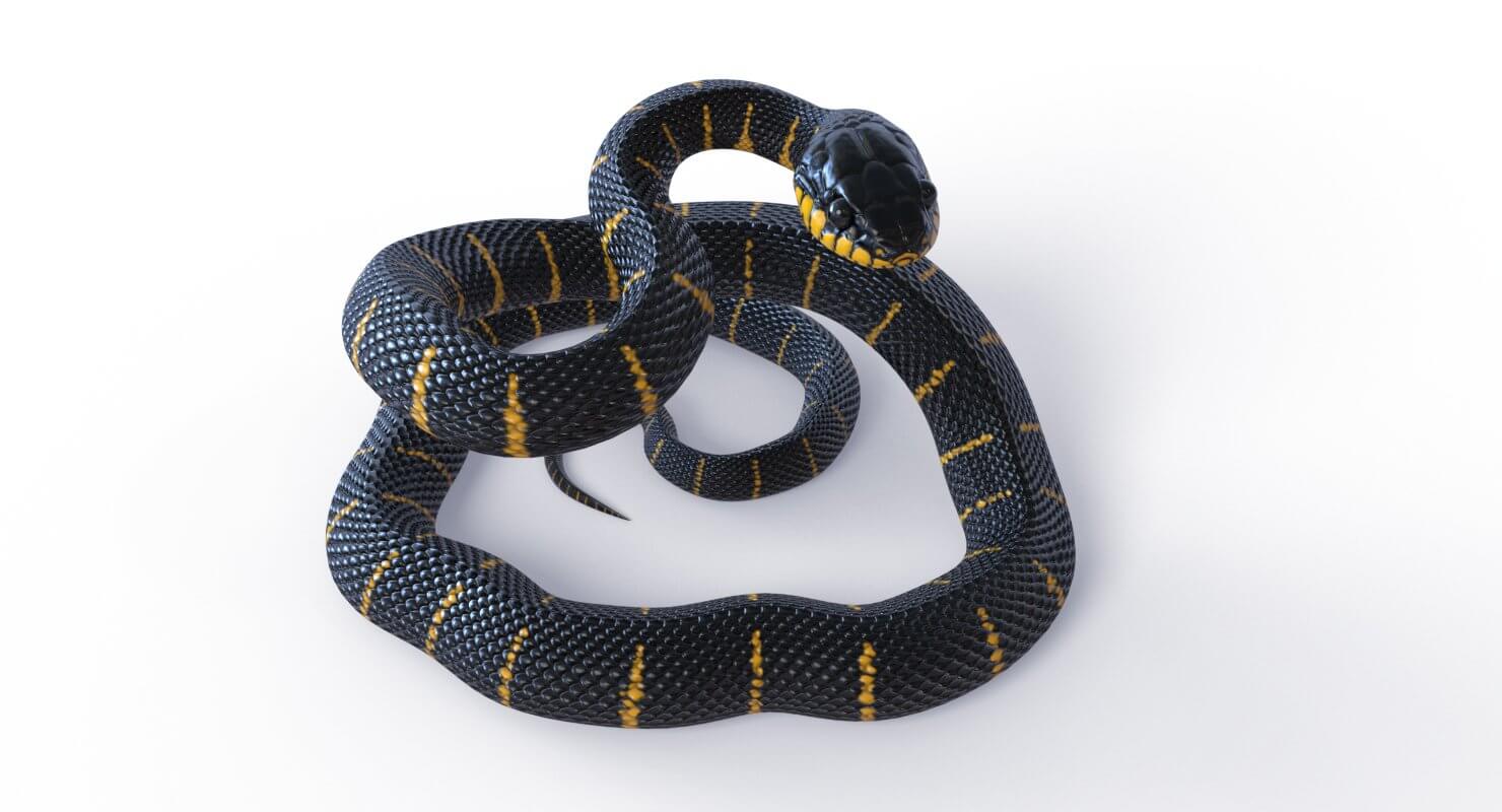 Rigged Mangrove Snake - 3D Model by Dibia Digital