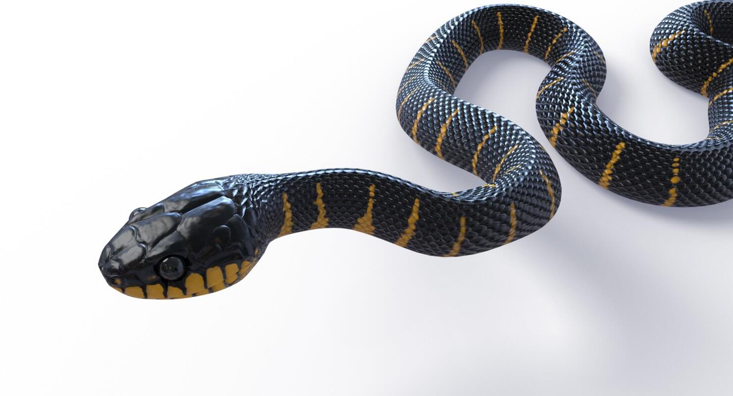 Rigged Mangrove Snake - 3D Model by Dibia Digital