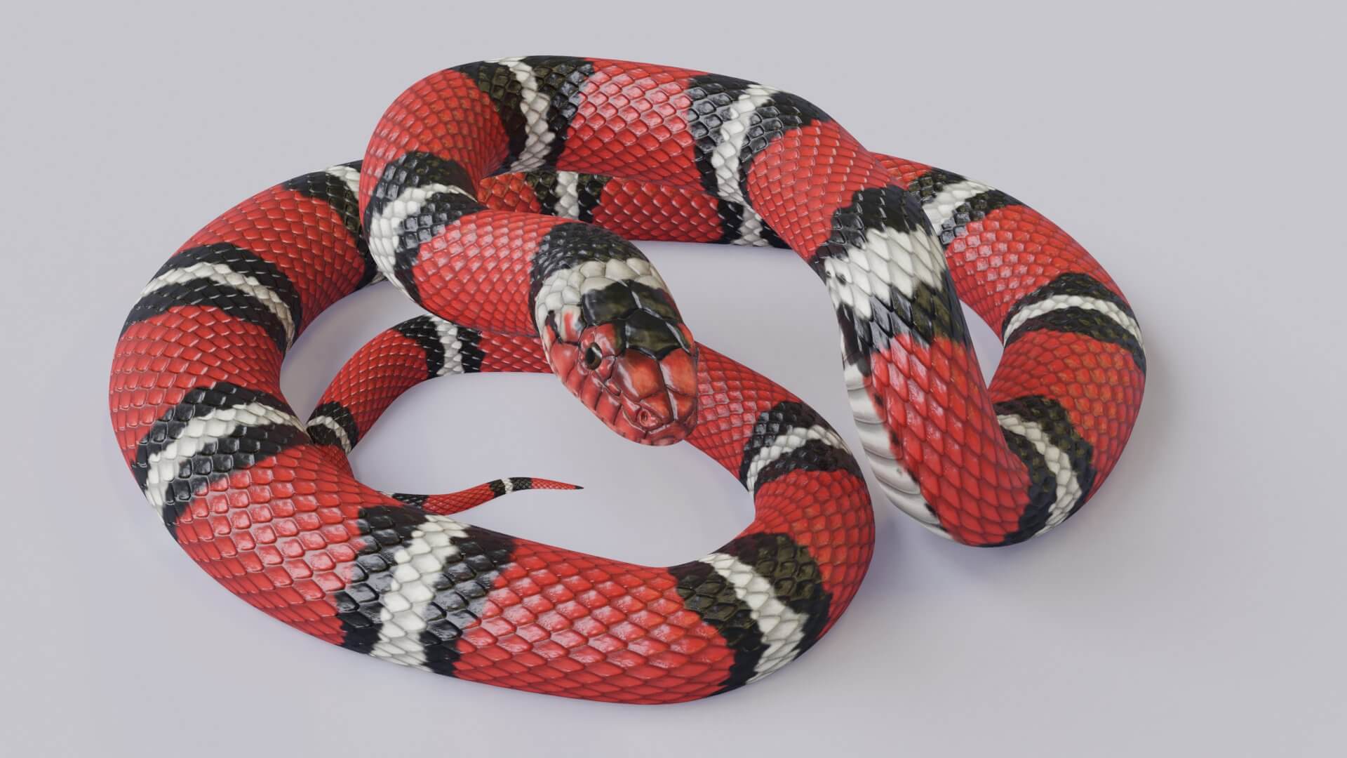 Scarlet Kingsnake Bundle - 3D Model by Dibia Digital