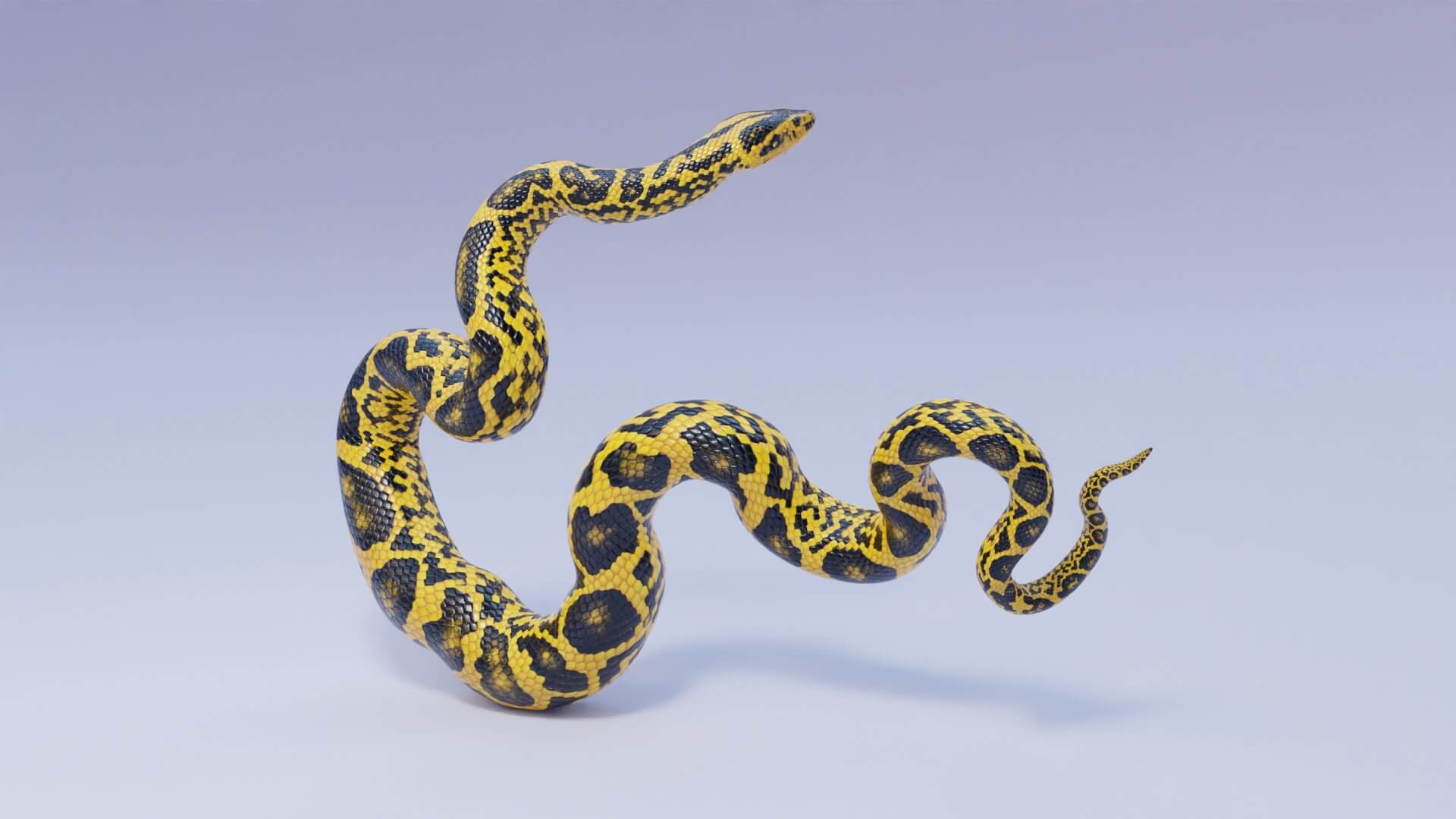 Yellow Anaconda Animated - 3D Model by Dibia Digital