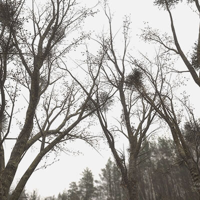Horror Trees - 3D Model by DigitalA