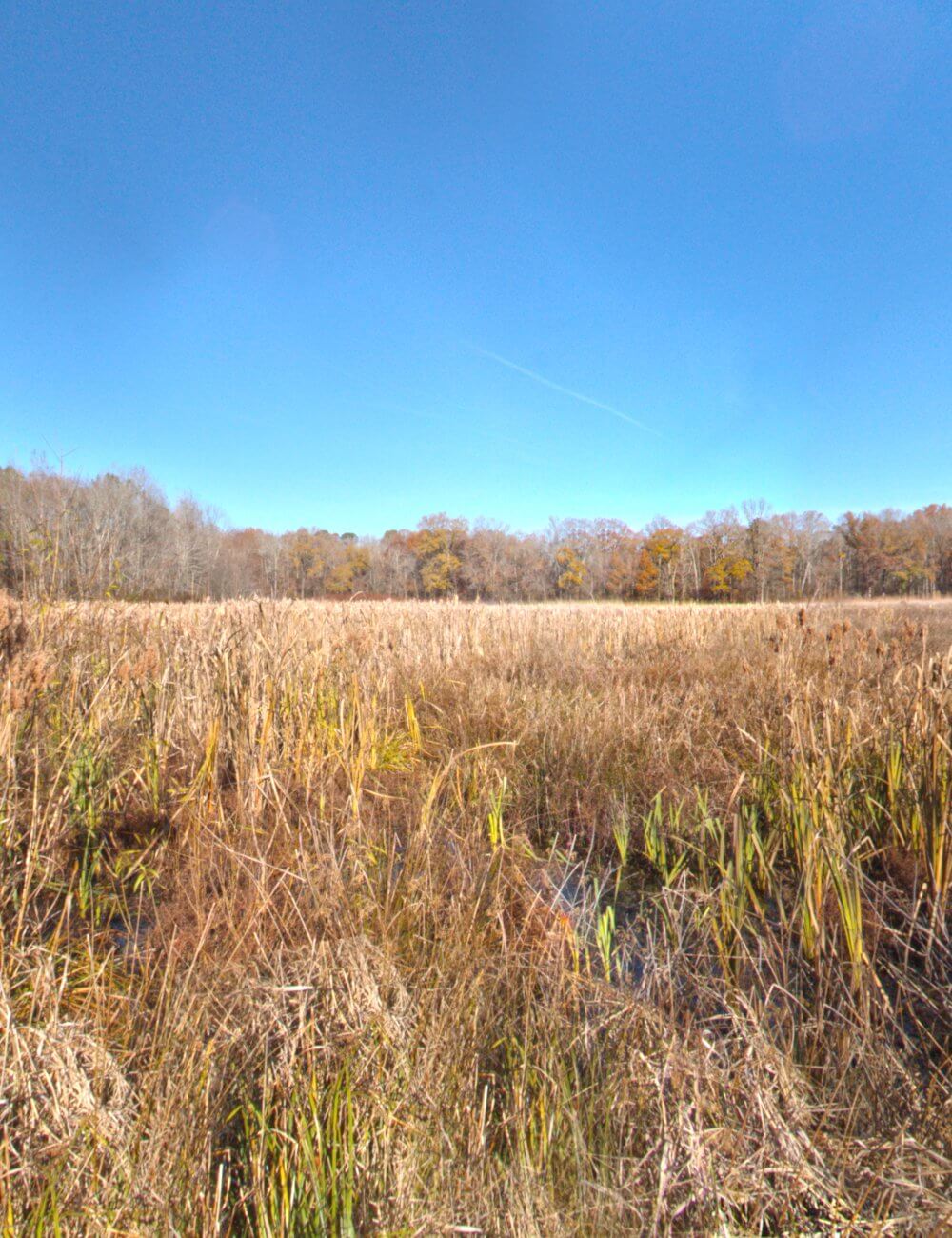 Edge of The Marsh HDRI 14K HDRI Environment - Daz Content by Disciple3D