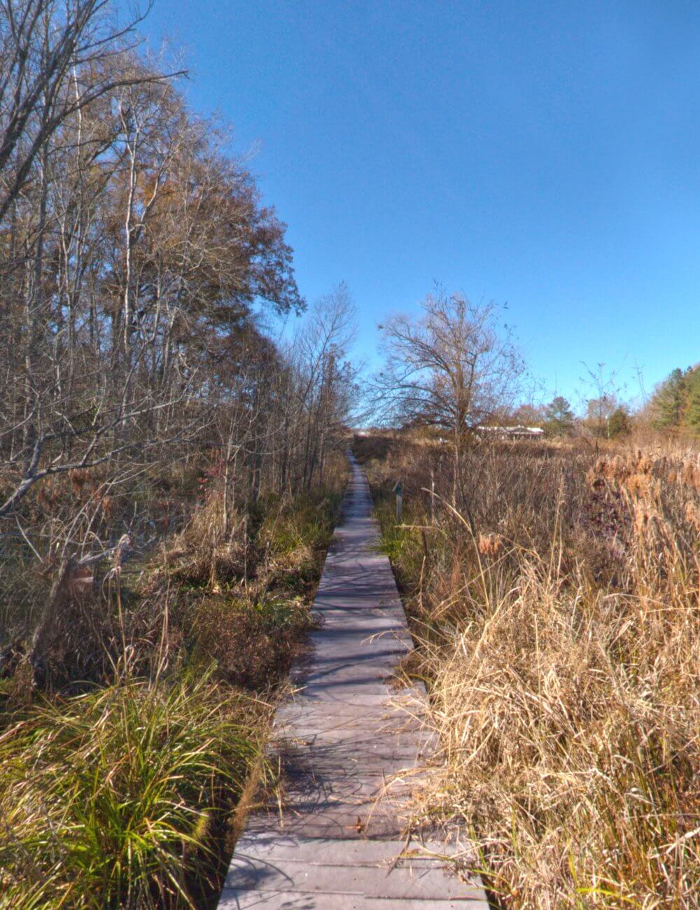 Edge of The Marsh HDRI 14K HDRI Environment - Daz Content by Disciple3D