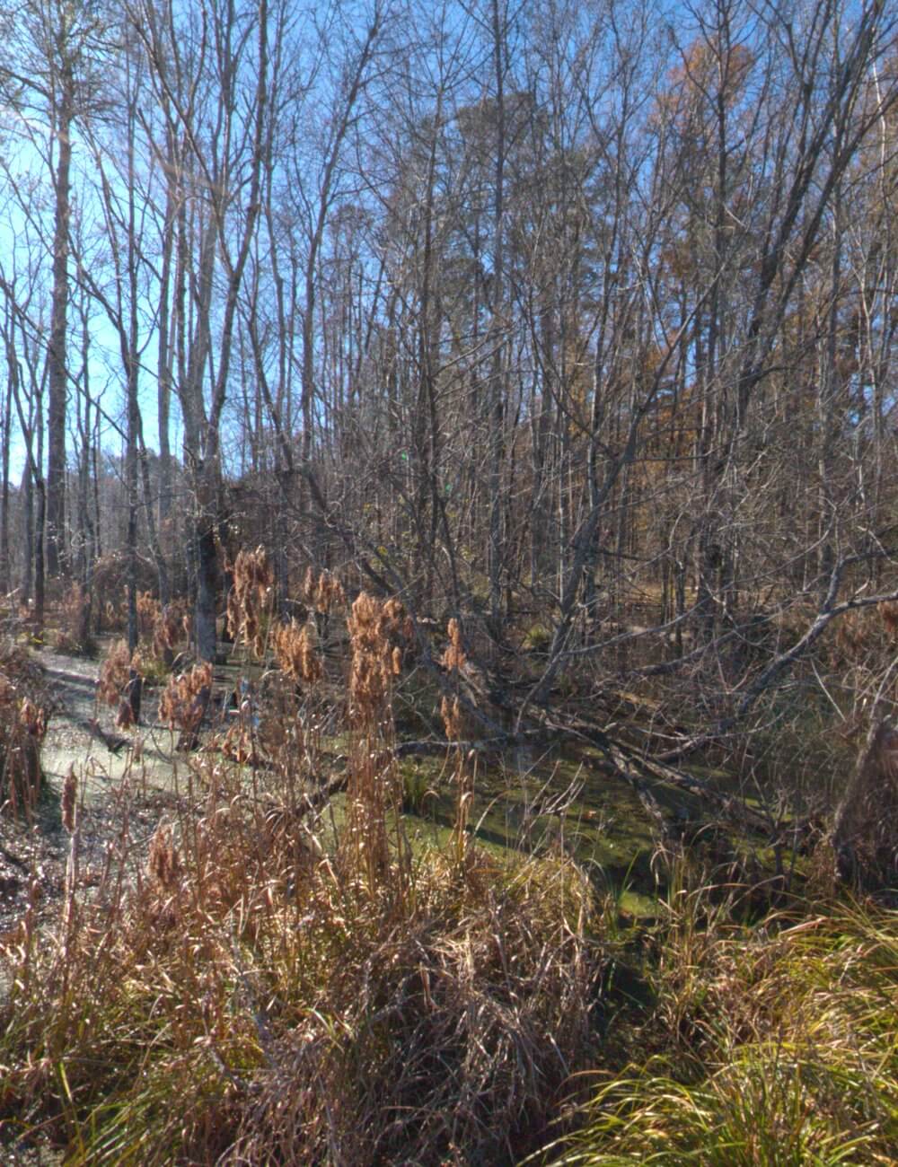 Edge of The Marsh HDRI 14K HDRI Environment - Daz Content by Disciple3D