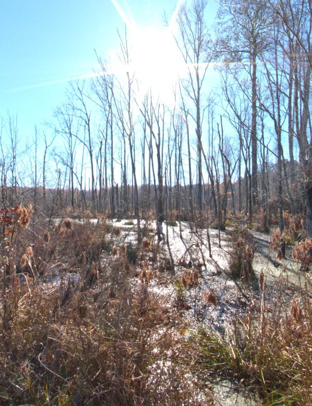 Edge of The Marsh HDRI 14K HDRI Environment - Daz Content by Disciple3D
