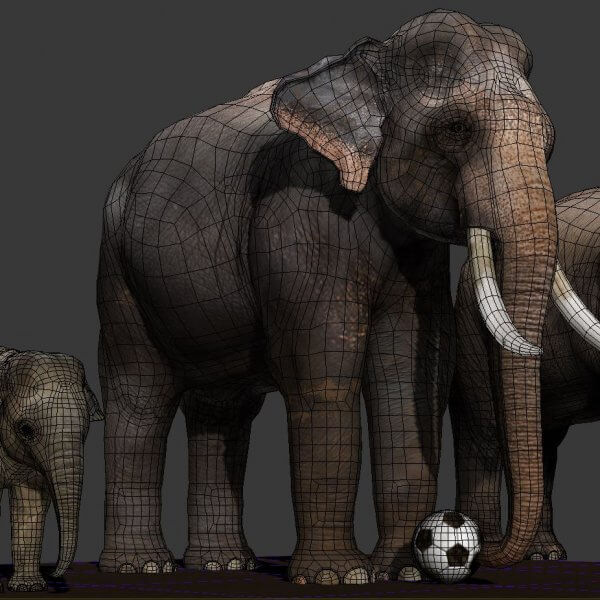 Asian Female Elephants 3D Model 3D Rendering | RenderHub Gallery