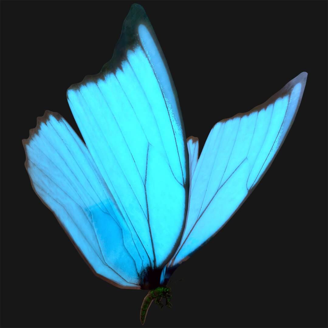 Butterfly - 03 3D Model by Dragons_soul