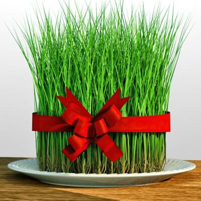 Samani - 3D Model by EA09studio