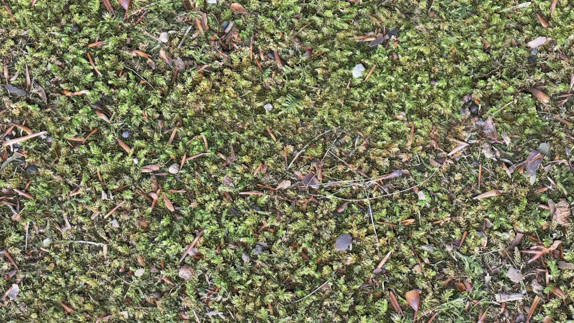 Forest Floor Texture Seamless