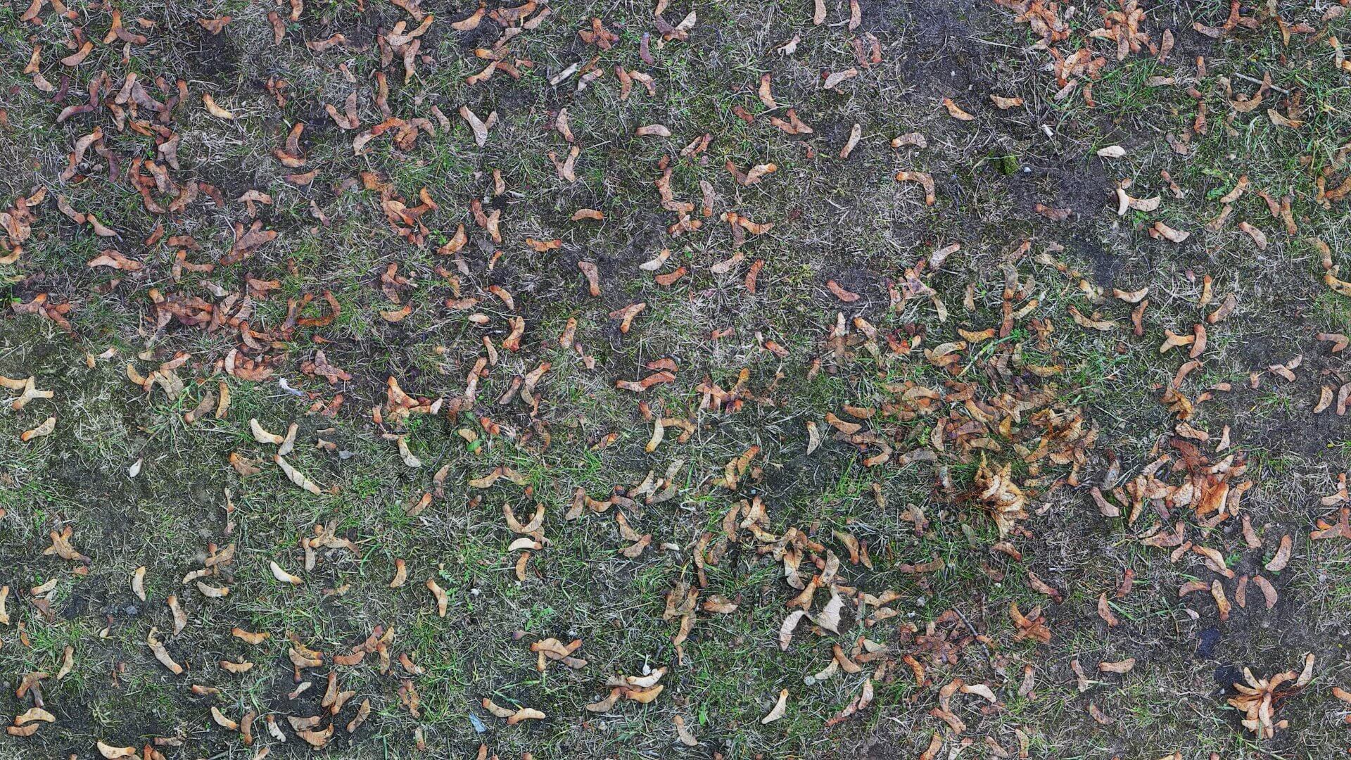 Dark Forest Ground Texture