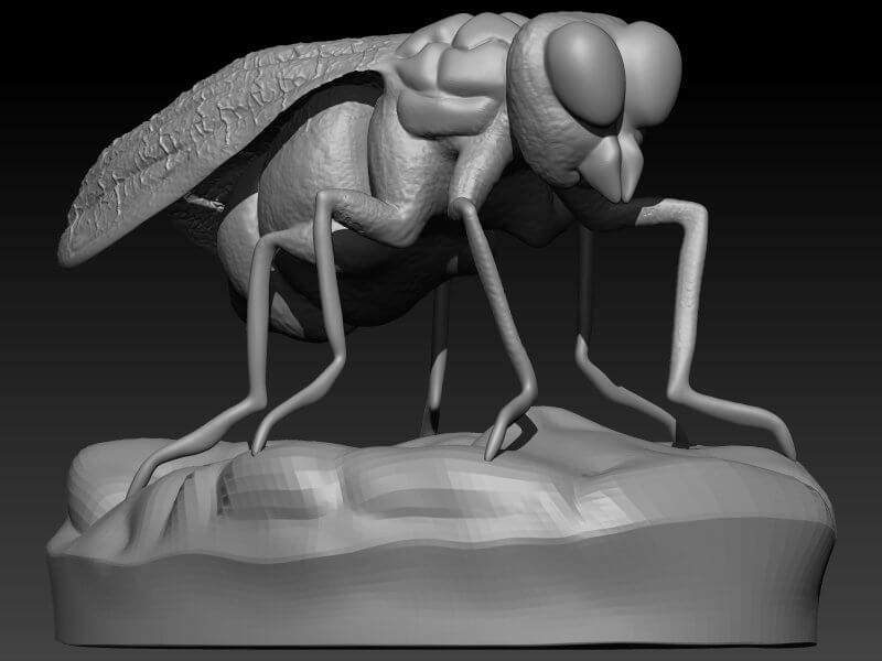 Fly - 3D Model by elitemodelry