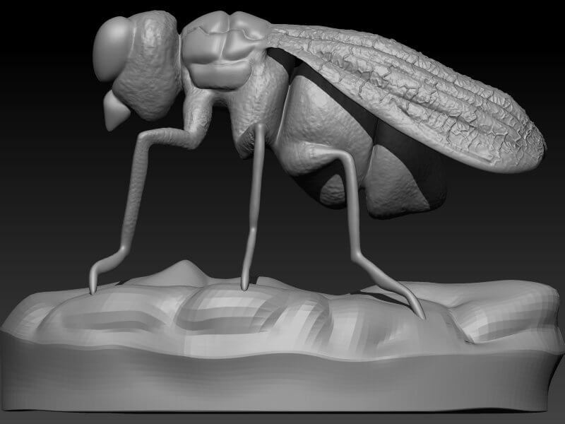 Fly - 3D Model by elitemodelry