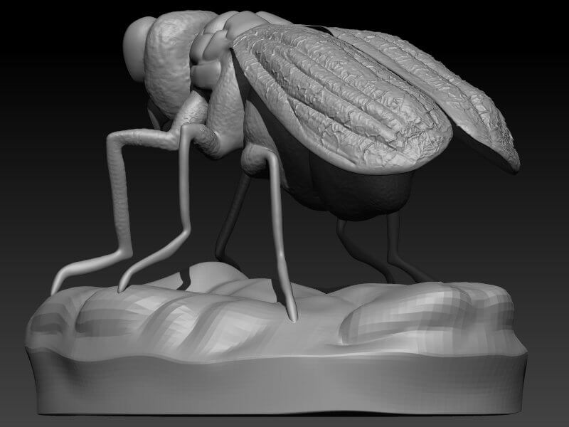 Fly - 3D Model by elitemodelry