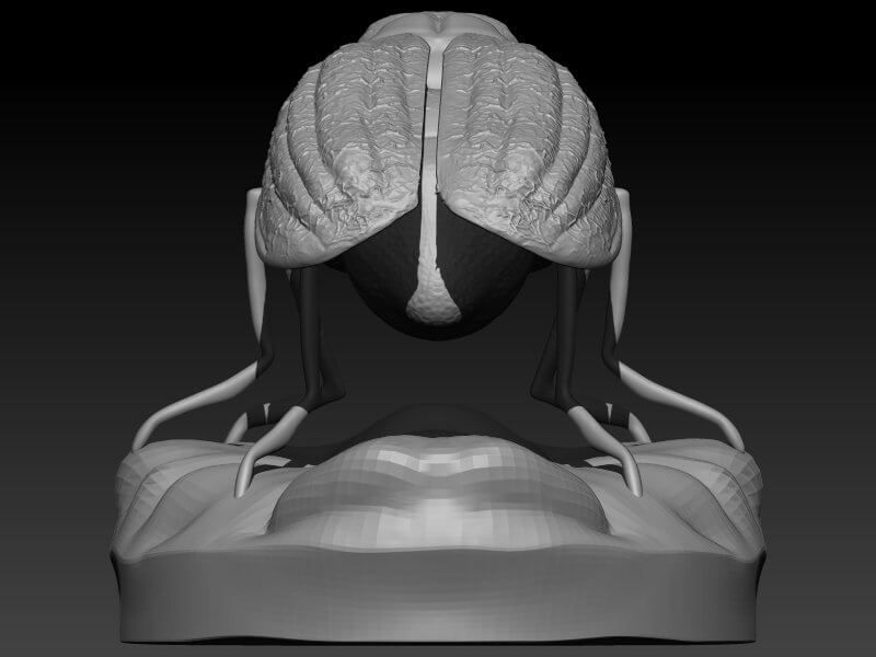 Fly - 3D Model by elitemodelry