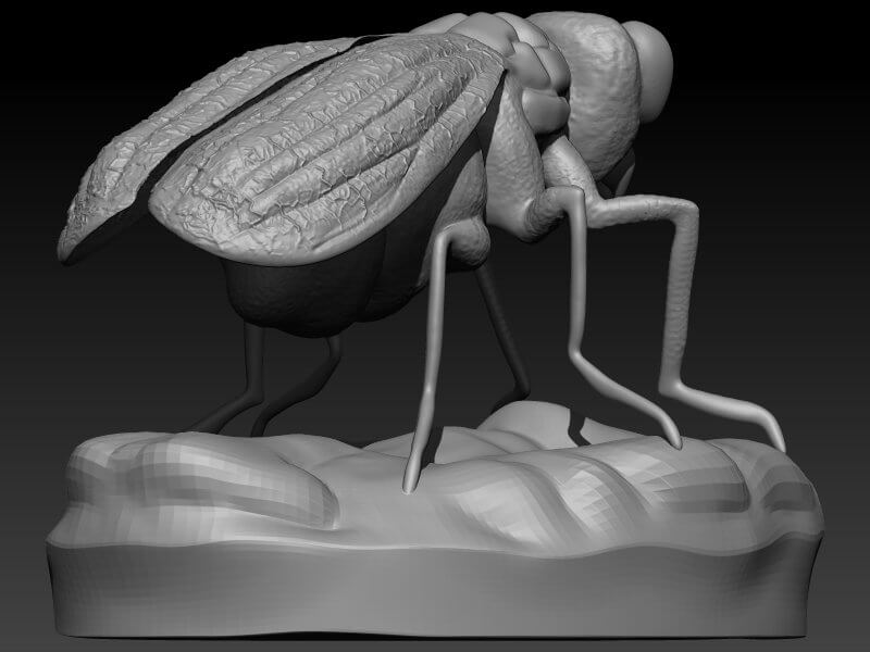 Fly - 3D Model by elitemodelry