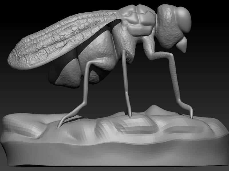 Fly - 3D Model by elitemodelry