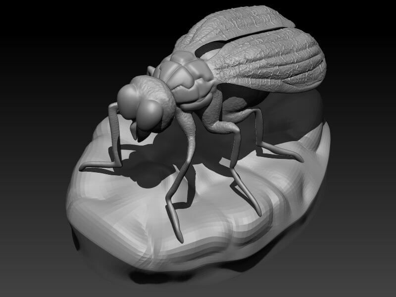 Fly - 3D Model by elitemodelry