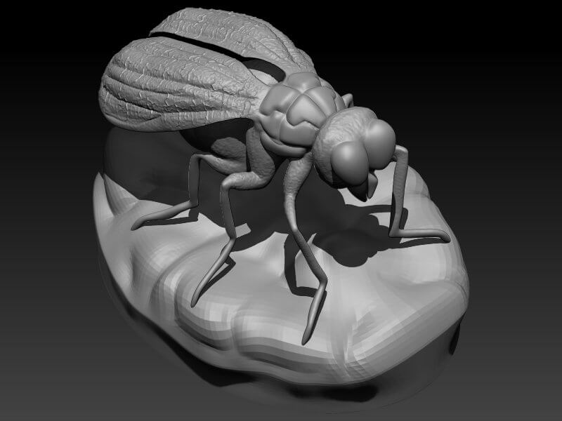 Fly - 3D Model by elitemodelry