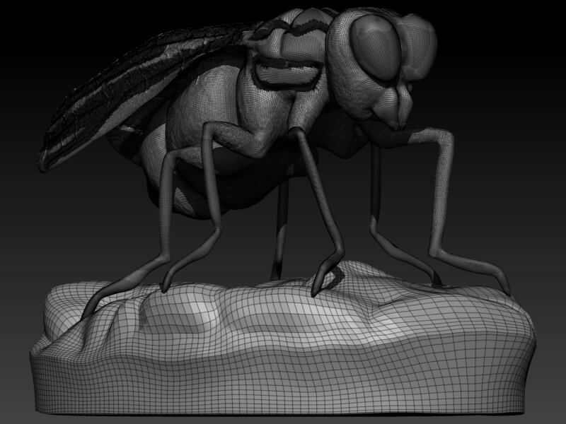Fly - 3D Model by elitemodelry