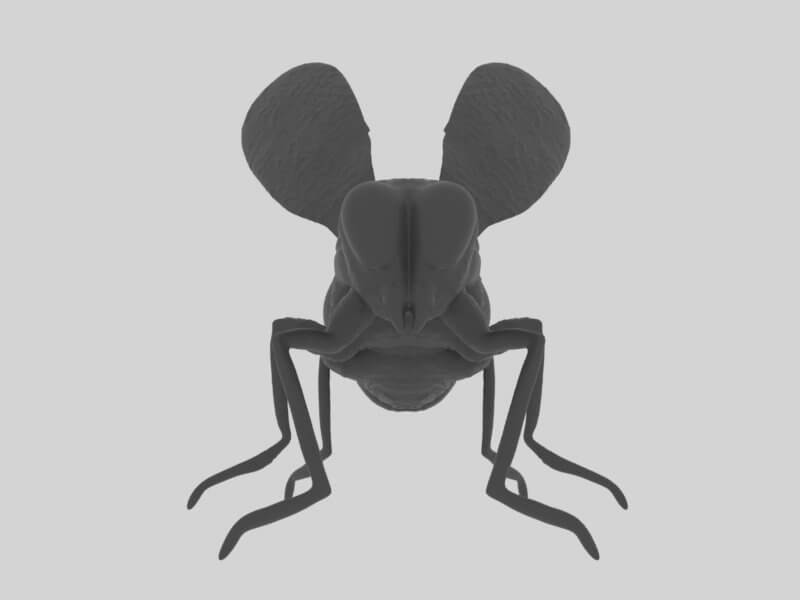 Fly - 3D Model by elitemodelry