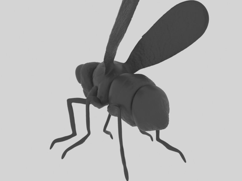 Fly - 3D Model by elitemodelry