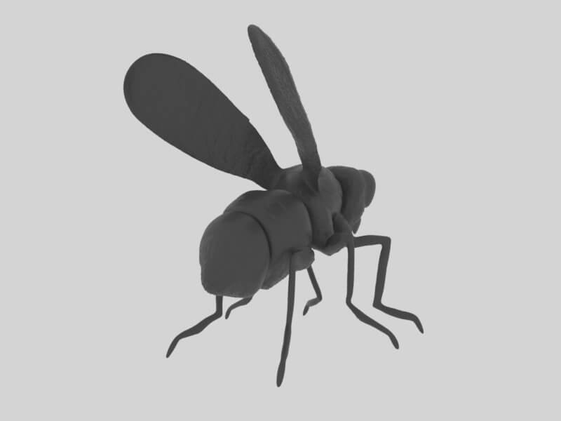 Fly - 3D Model by elitemodelry