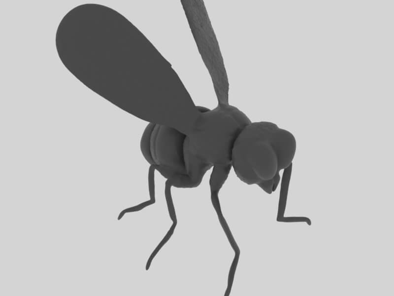 Fly - 3D Model by elitemodelry