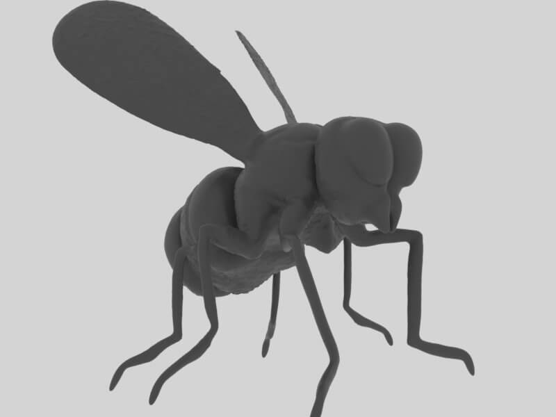 Fly - 3D Model by elitemodelry