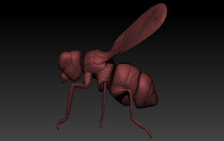 Fly - 3D Model by elitemodelry