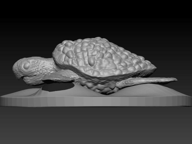 Sea Turtle - 3D Model by elitemodelry