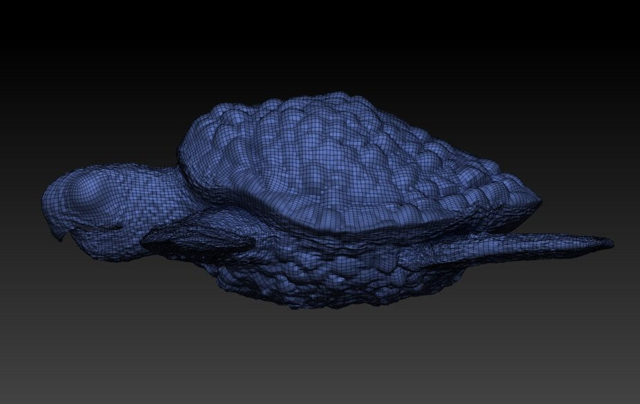 Sea Turtle - 3D Model by elitemodelry