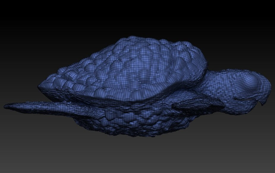 Sea Turtle - 3D Model by elitemodelry