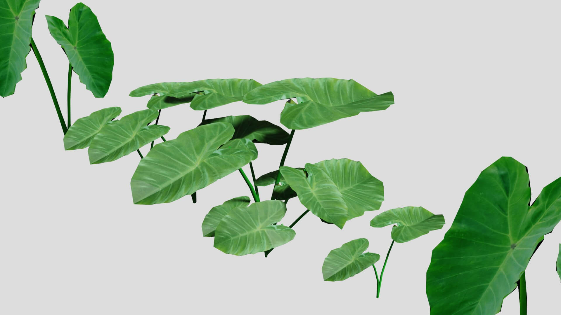 Taro Plant - Free 3D Model by Elosie