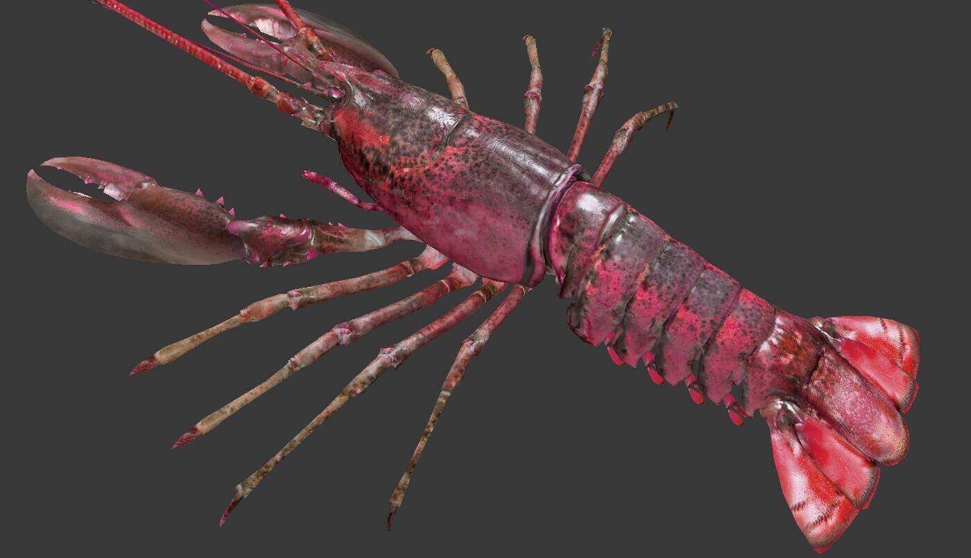 Lobster (Homarus Americanus) - 3D Model by elove888