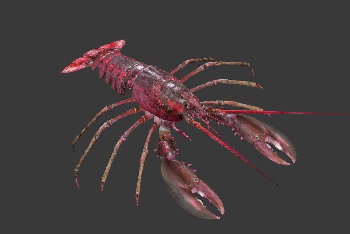 Lobster (Homarus Americanus) - 3D Model by elove888