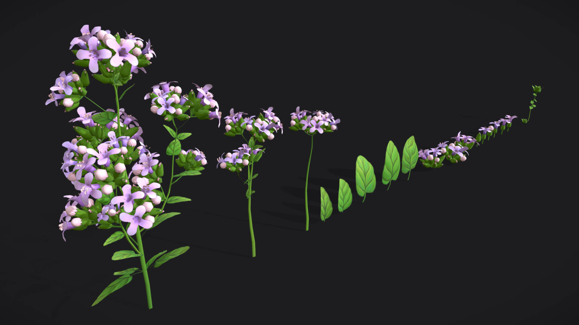 Marjoram Stylized Plant Low Poly 3D Model by Enkarra