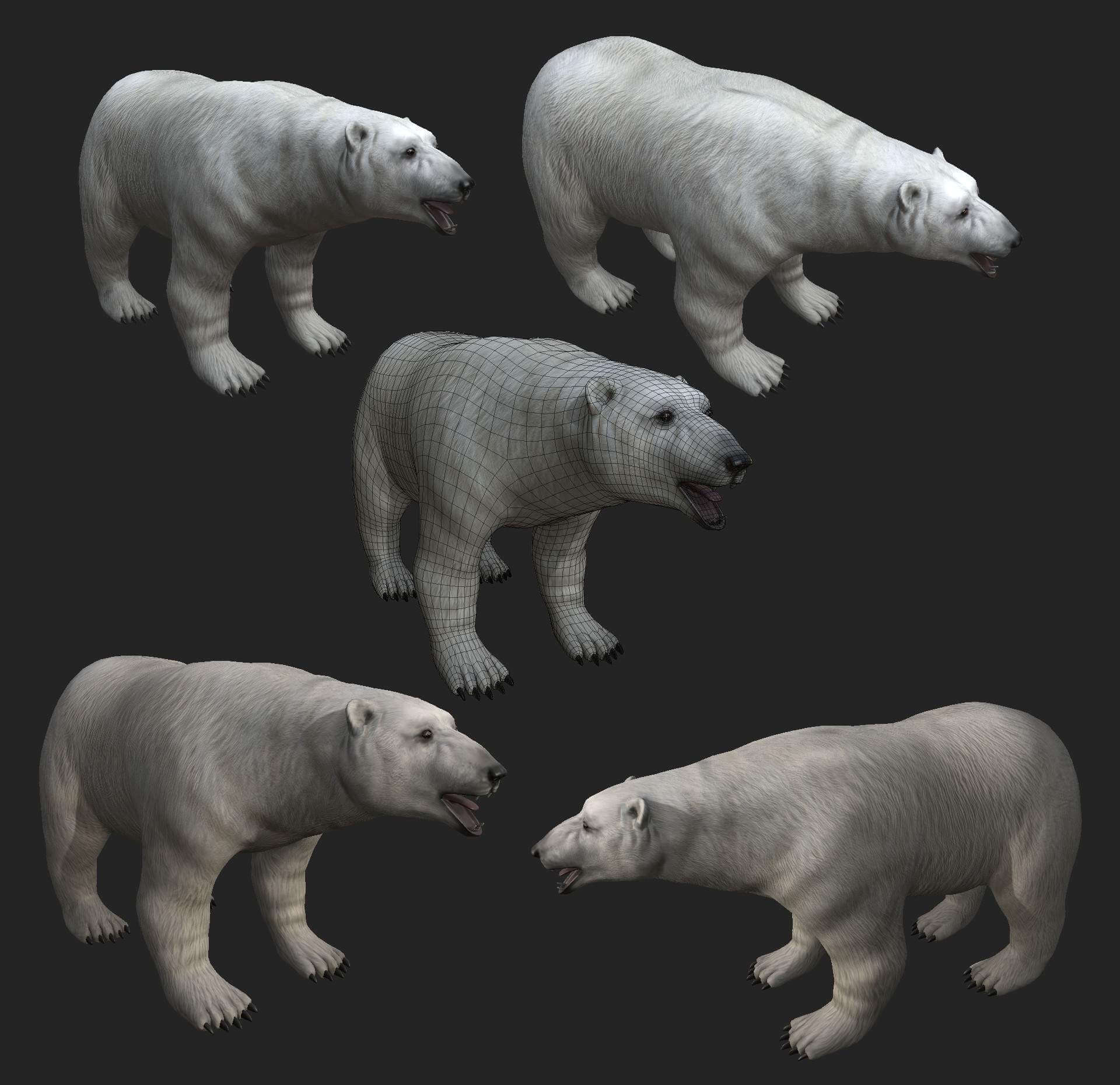Polar Bear - 3D Model by Enterables