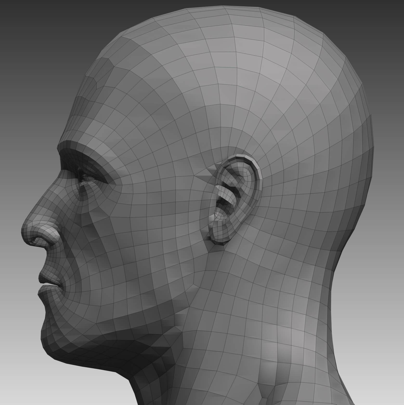 Anatomical Body Base Mesh - 3D Model by erik_redhair